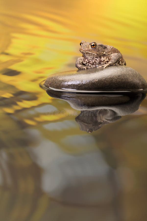 European Toad on pebble stock photo. Image of protected - 125415706