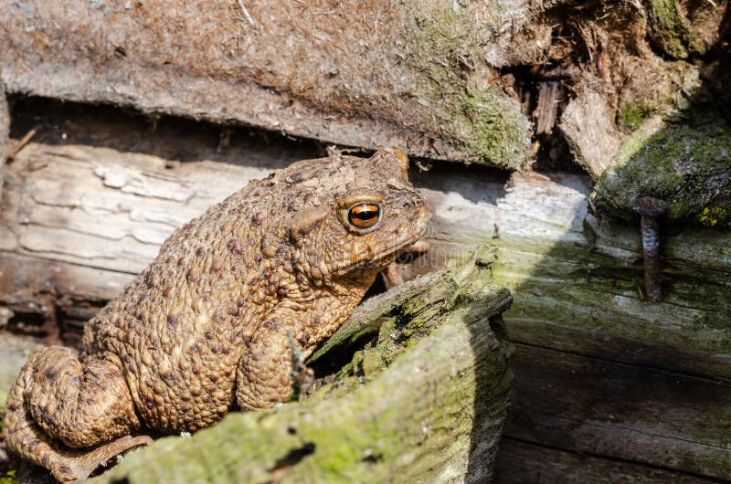 European Toad Sitting on Old Wood at Spring Stock Photo - Image of ...