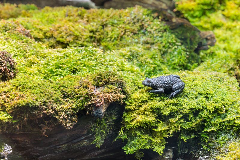 European Toad Sitting on Wet Moss Stock Photo - Image of frog, moss ...