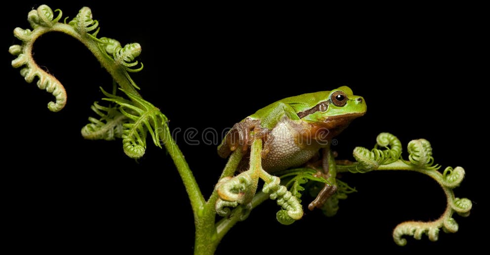 889 Frog Crawling Stock Photos - Free & Royalty-Free Stock Photos from ...