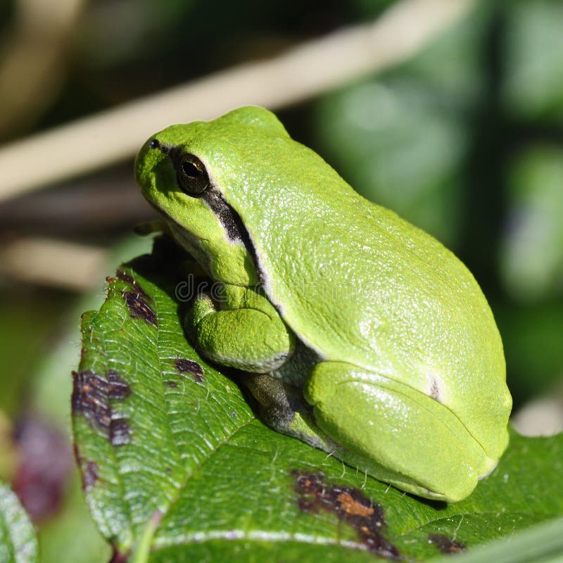 European Tree Frog - Hyla Arborea Stock Image - Image of side, nature ...
