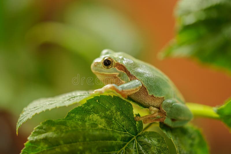 European Tree Frog on Stem of Raspberry Stock Photo - Image of small ...