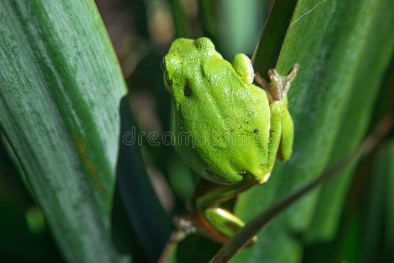 European Tree Frog Walking on a Leaf Stock Photo - Image of sits ...