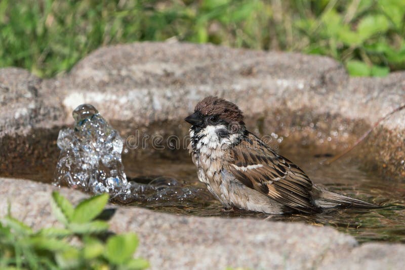 European tree sparrow stock photo. Image of summer, water - 190030806