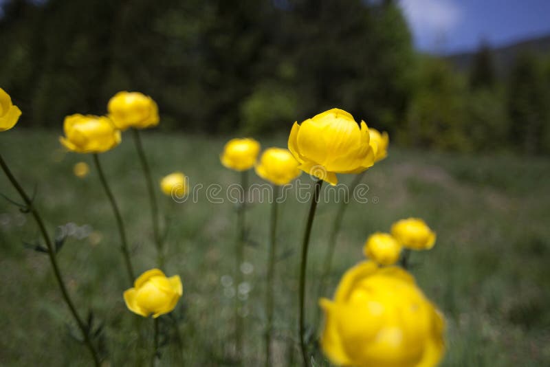 European troll flower stock image. Image of trollius - 225723615