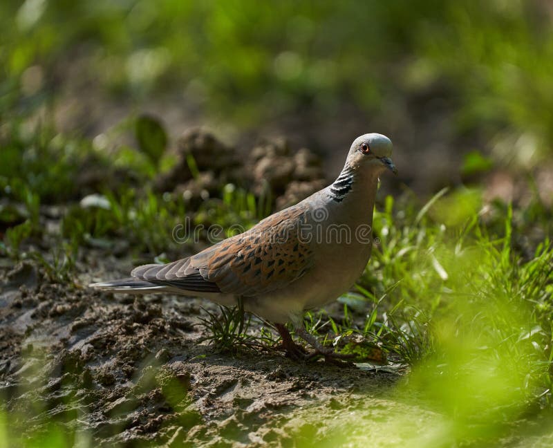 European Turtle Dove in the Forest Stock Image - Image of birding ...