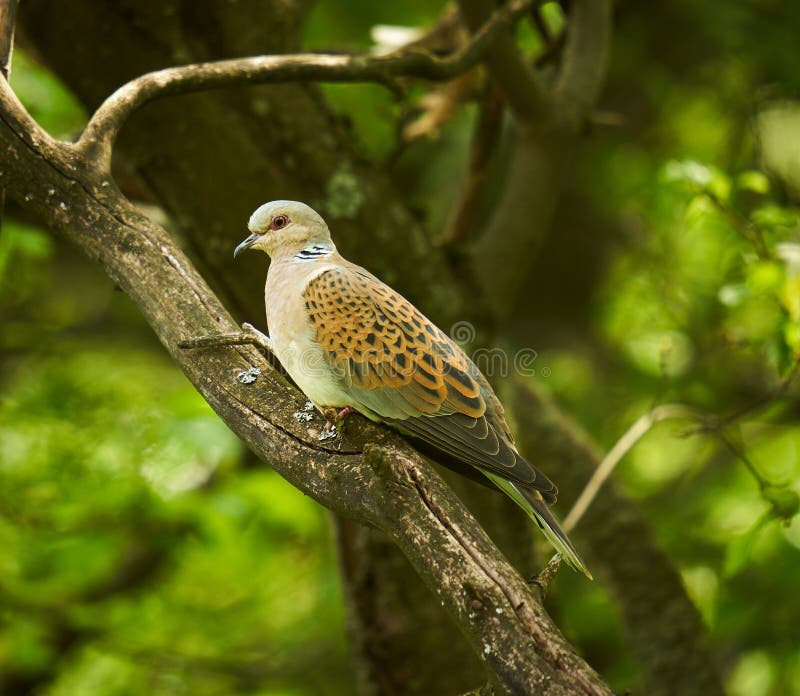 European Turtle Dove in the Forest Stock Photo - Image of birdwatching ...