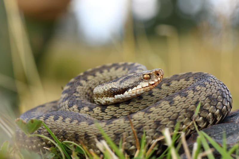 European Viper on Mountain Meadow Stock Photo - Image of reptilia ...