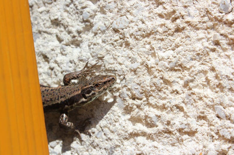 European Wall Lizard - Close View Stock Photo - Image of head, natural ...