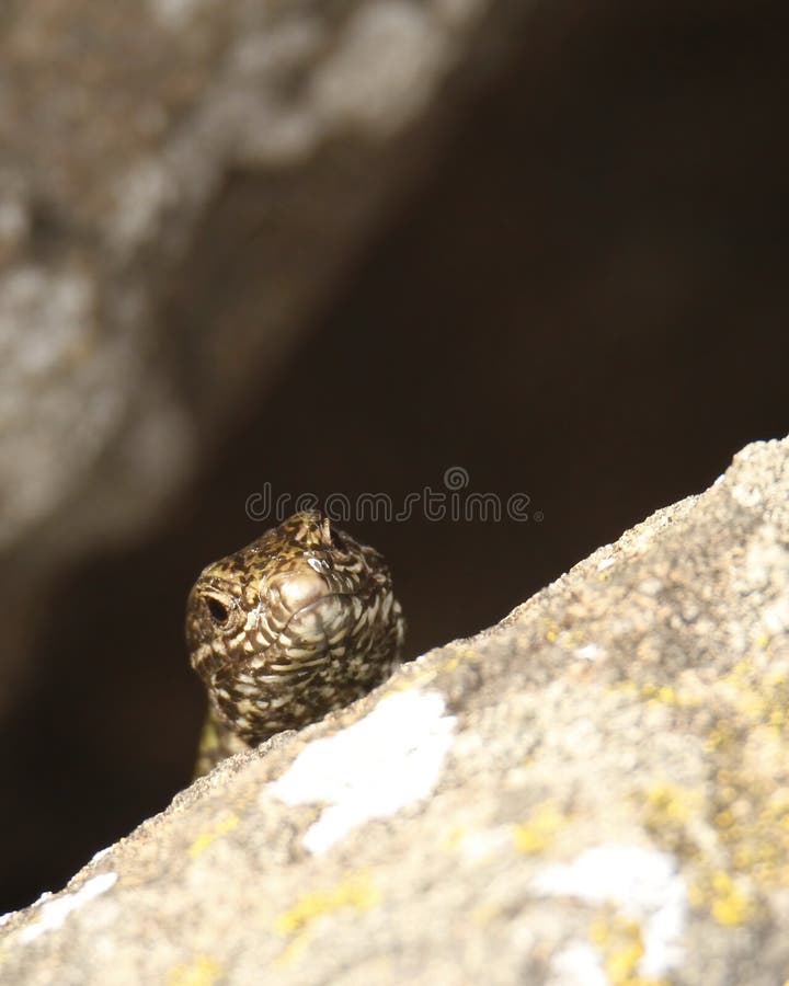A European Wall Lizard Peeking Over a Rock Stock Image - Image of ...