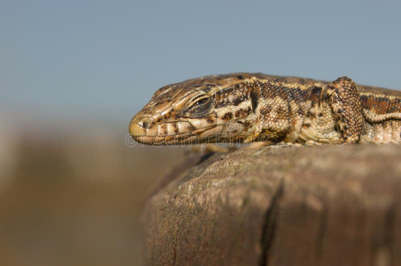 European wall lizard stock photo. Image of nature, field - 30852846