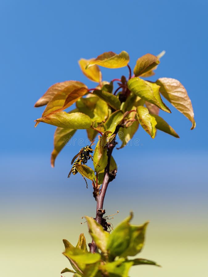 European Wasp on a Fruit Tree Branch Stock Photo - Image of garden ...