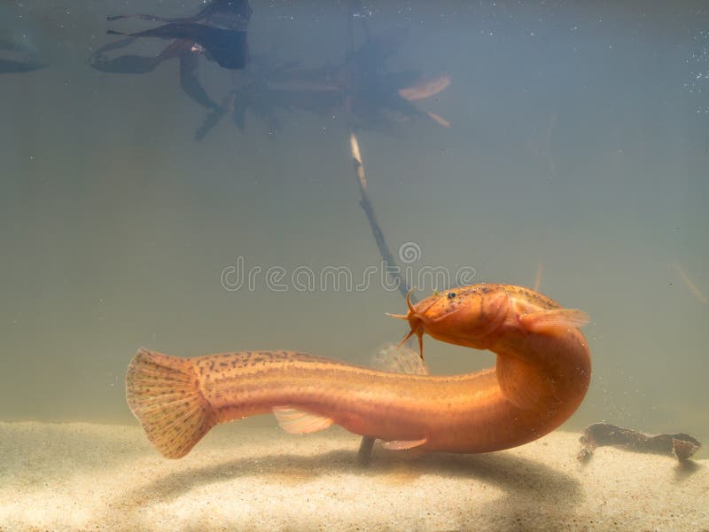 European weather loach stock photo. Image of aquarium - 28307900