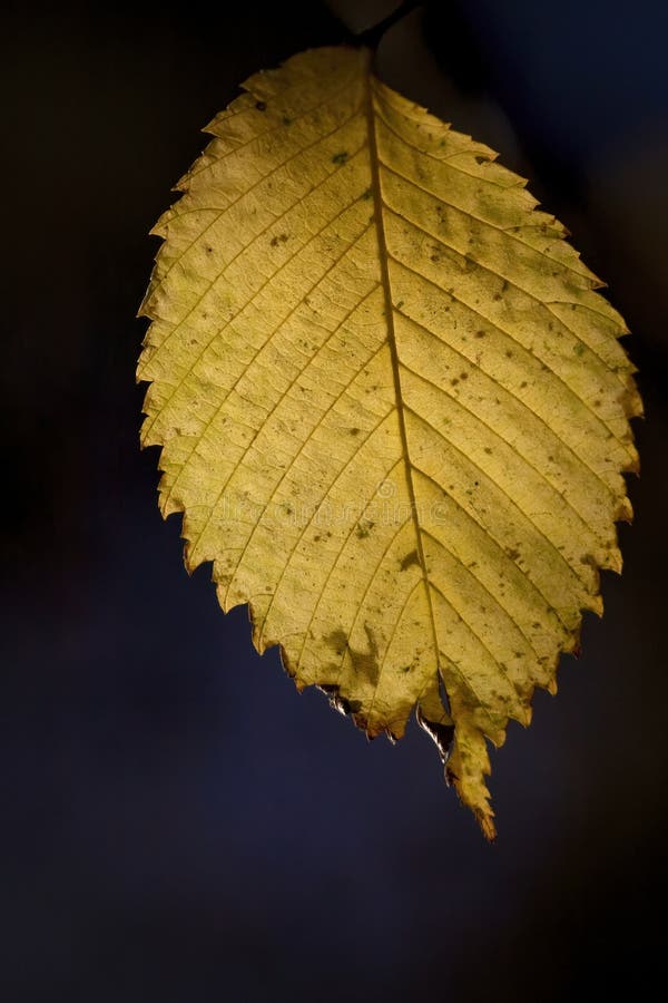 European White Elm Leaf in Backlight Stock Image - Image of background ...