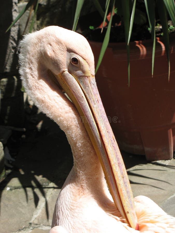 European white pelican stock image. Image of bird, head - 9720587