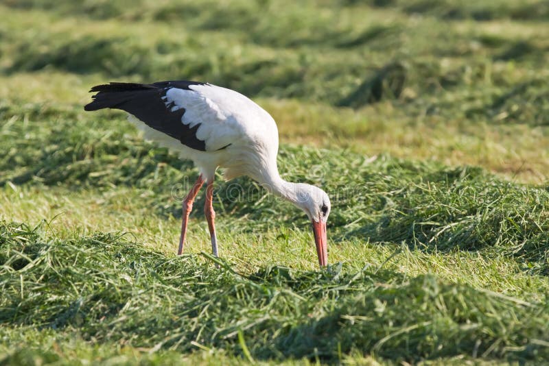 European White Stork stock image. Image of nature, flying - 20079
