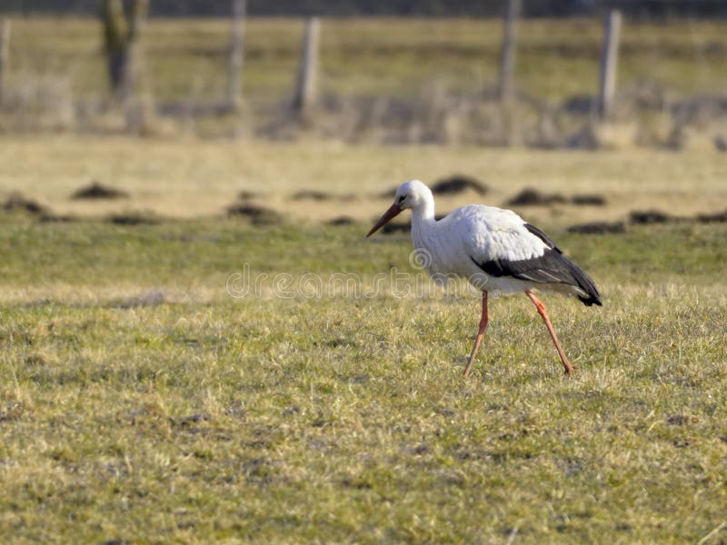European White Stork stock image. Image of nature, flying - 20079