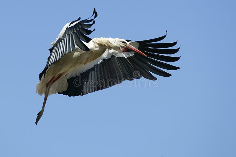Flying Arrow. White Stork in Flight. Danube Delta, Landmark Attraction ...