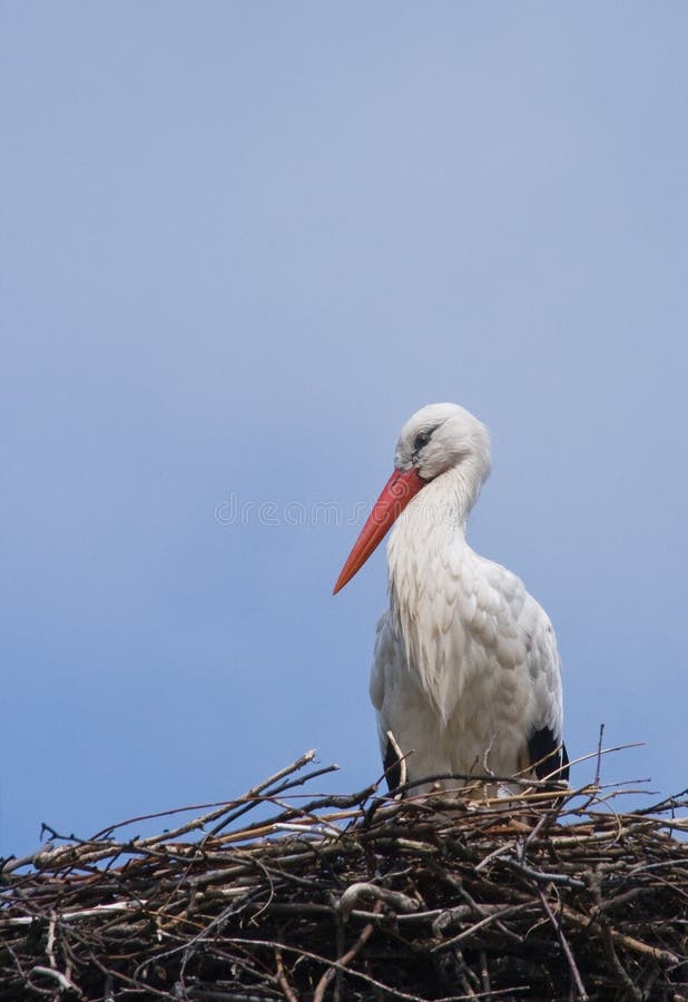 European White Stork stock image. Image of nature, flying - 20079