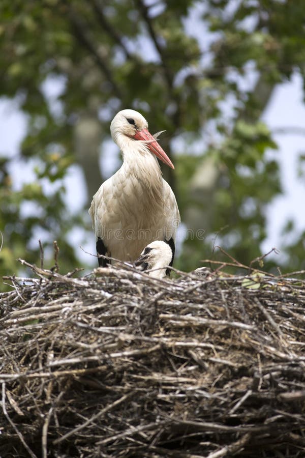 European White Stork with Chicks in Its Nest Stock Photo - Image of ...