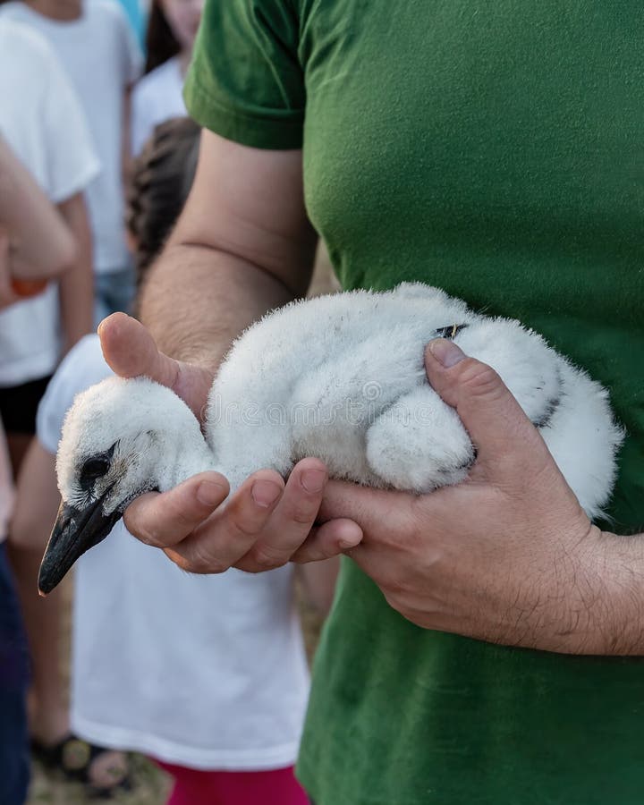 European White Stork Ciconia Ciconia is the Symbol of Bird Migration ...