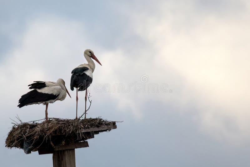 European White Stork Ciconia Ciconia is the Symbol of Bird Migration ...