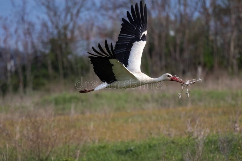 European White Stork Ciconia Ciconia is the Symbol of Bird Migration ...