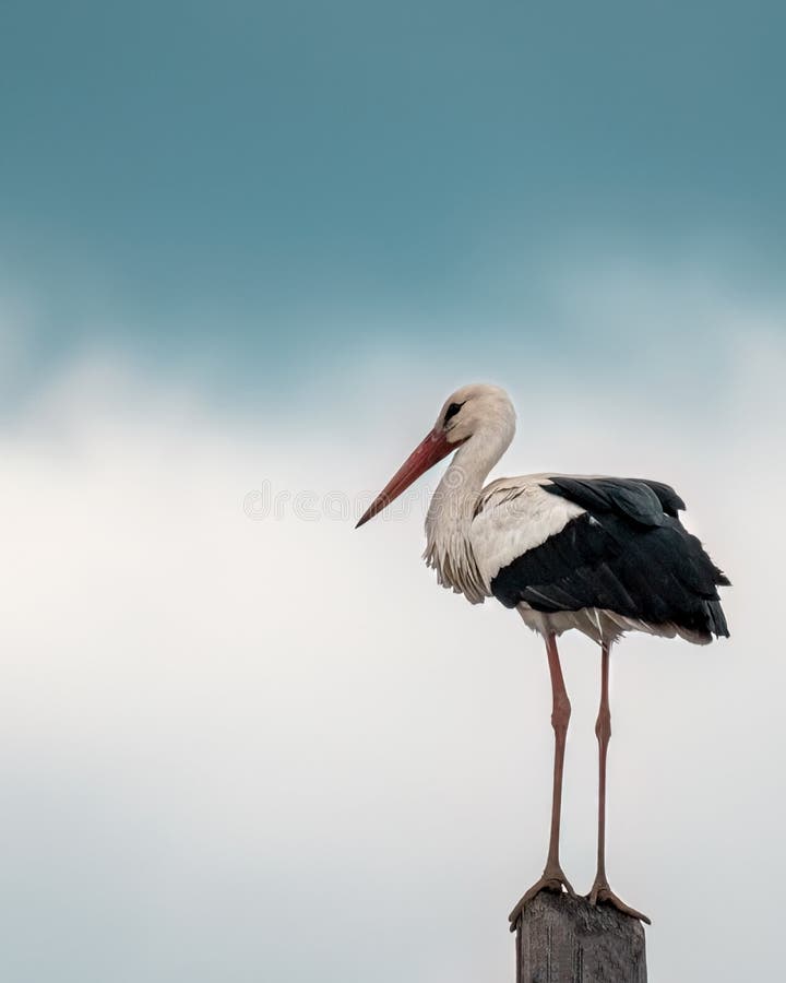 European White Stork Ciconia Ciconia is the Symbol of Bird Migration ...