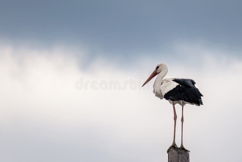 European White Stork Ciconia Ciconia is the Symbol of Bird Migration ...