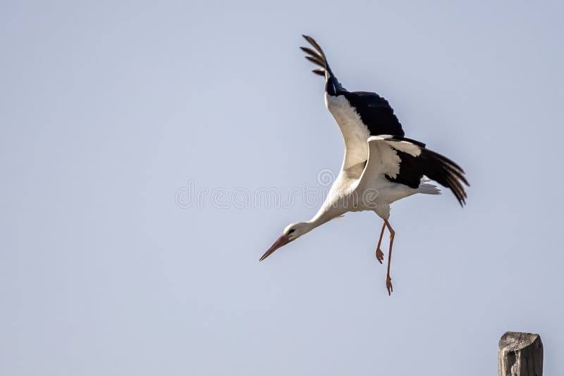 European White Stork Ciconia Ciconia is the Symbol of Bird Migration ...