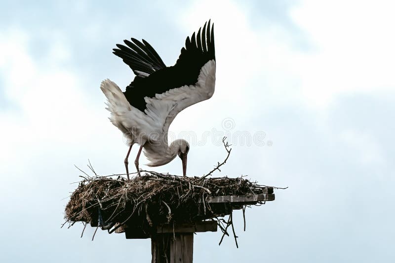 European White Stork Ciconia Ciconia is the Symbol of Bird Migration ...