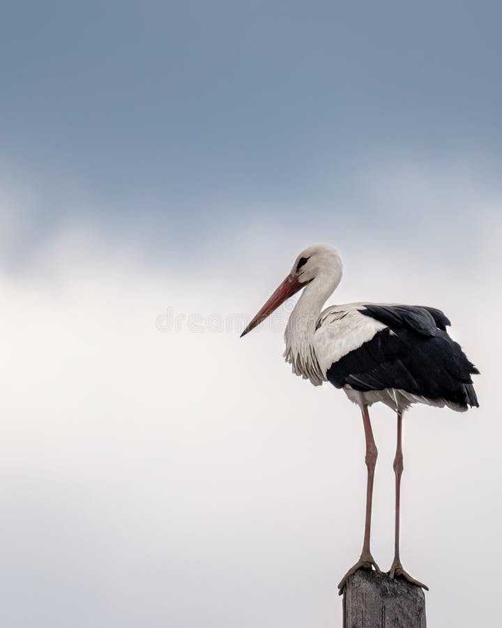 European White Stork Ciconia Ciconia is the Symbol of Bird Migration ...