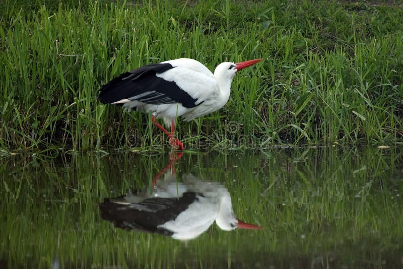 European White Stork Drinking Stock Photo - Image of flapping, marsh ...