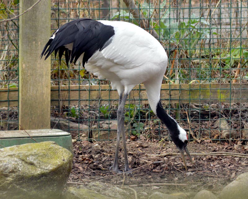 European white stork stock image. Image of neck, grains - 69575687
