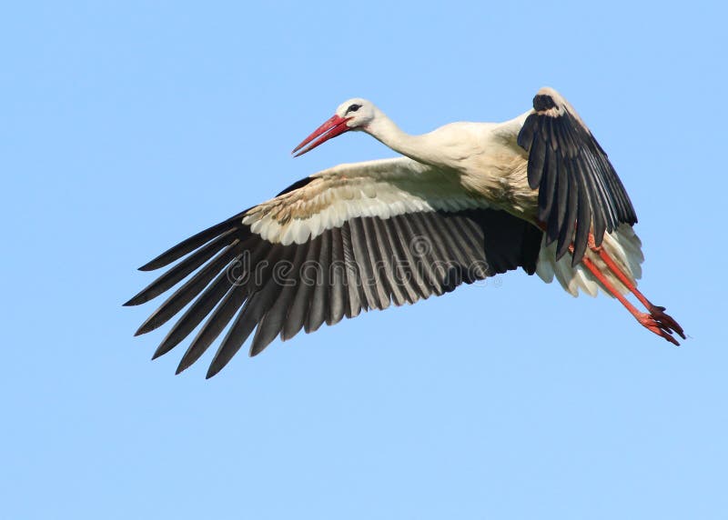 European White Stork in Flight Stock Image - Image of plumage, black ...