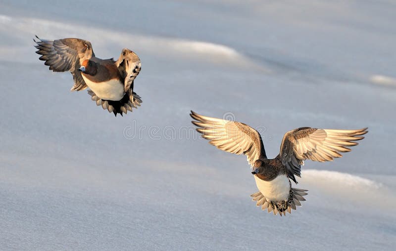 Raven Dance stock image. Image of snow, winter, birds - 1850963