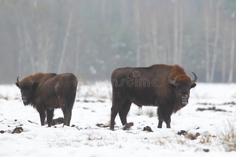 European wild bison stock image. Image of fasciata, season - 86746801