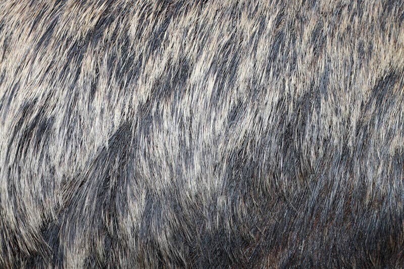 European wild boar fur stock image. Image of hunting - 37765713