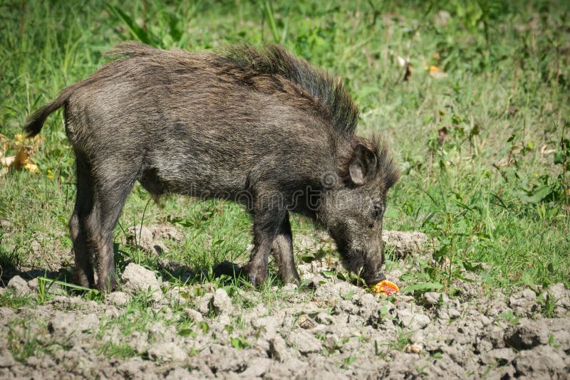 European wild boar stock image. Image of animal, environment - 54827477
