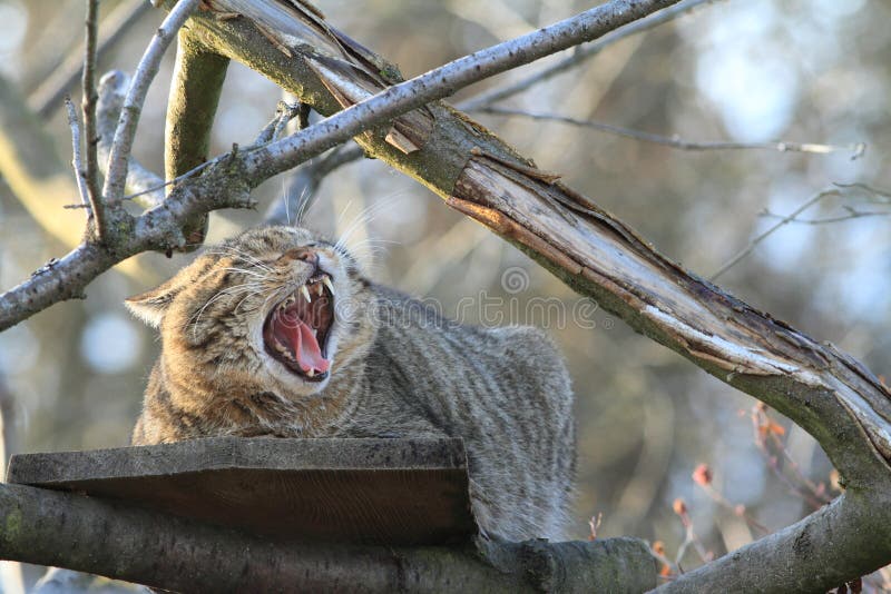 European Wild Cat or Forest Cat Stock Photo - Image of wildcat, forest ...