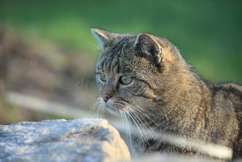 European Wild Cat stock photo. Image of attention, mammals - 347824