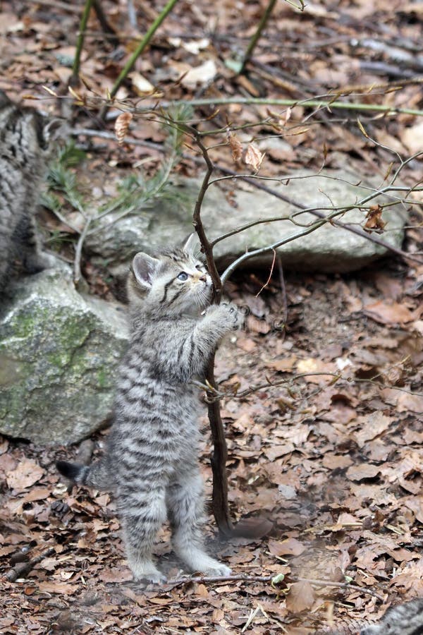 European wild cat kitten stock image. Image of cats, portrait - 25400047
