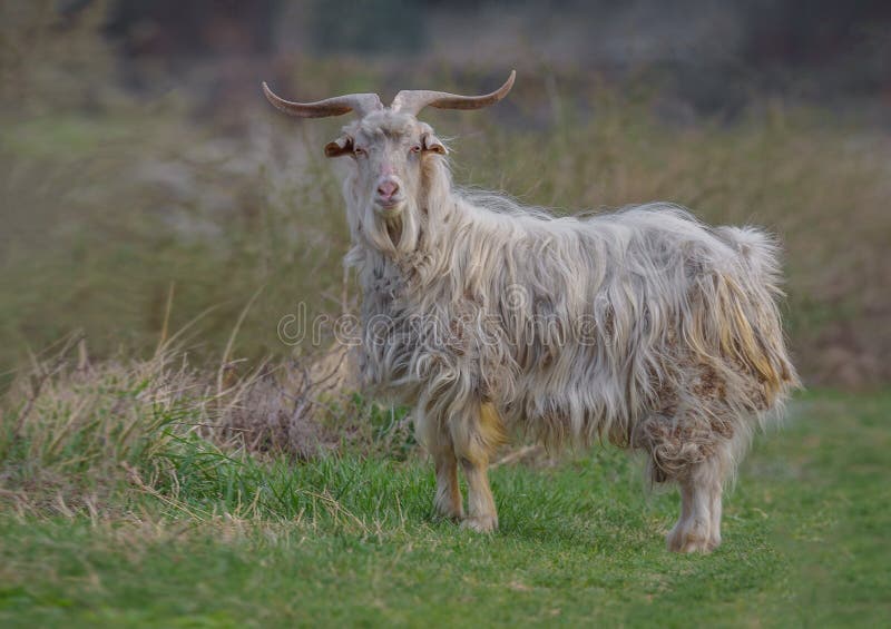 European wild goat stock image. Image of alpine, details - 143168017