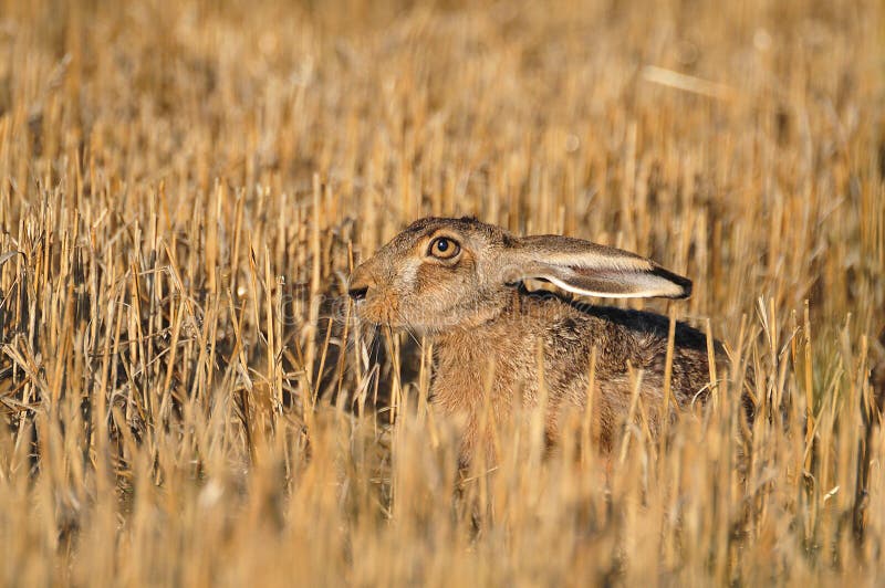 European wild rabbit stock image. Image of oryctolagus - 26829645