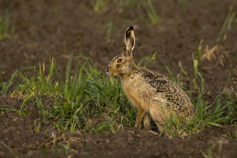 European wild rabbit stock photo. Image of mammal, grass - 26829702