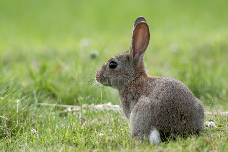 European Rabbit (Oryctolagus Cuniculus) Stock Image - Image of wild ...