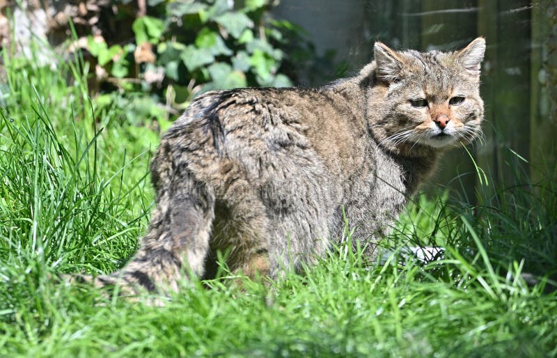 European wildcat stock image. Image of feline, animals - 316644291
