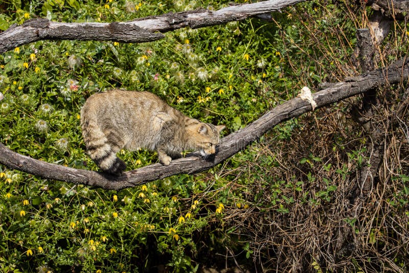 European Wildcat in the Forest Stock Photo - Image of eyes, kitten ...