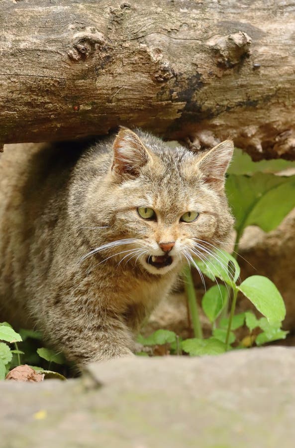 The European Wildcat in Forest Stock Image - Image of cute, natural ...