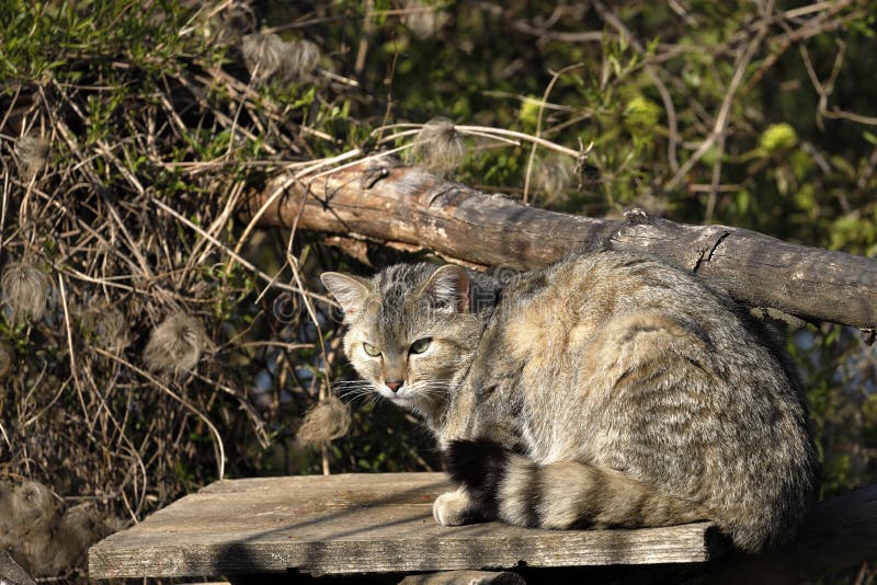 The European Wildcat stock photo. Image of tabby, predator - 145052726